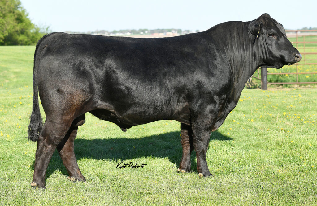 WULFS Fidelo 6187F - Accelerated Genetics