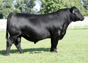 Accelerated Genetics