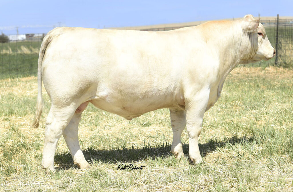 RENN Silversmith 903G - Accelerated Genetics
