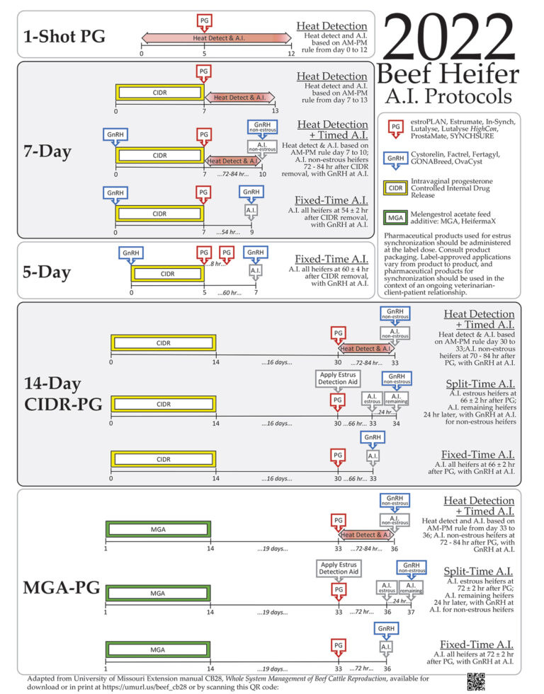 Beef Heifer Synch Protocols - Accelerated Genetics